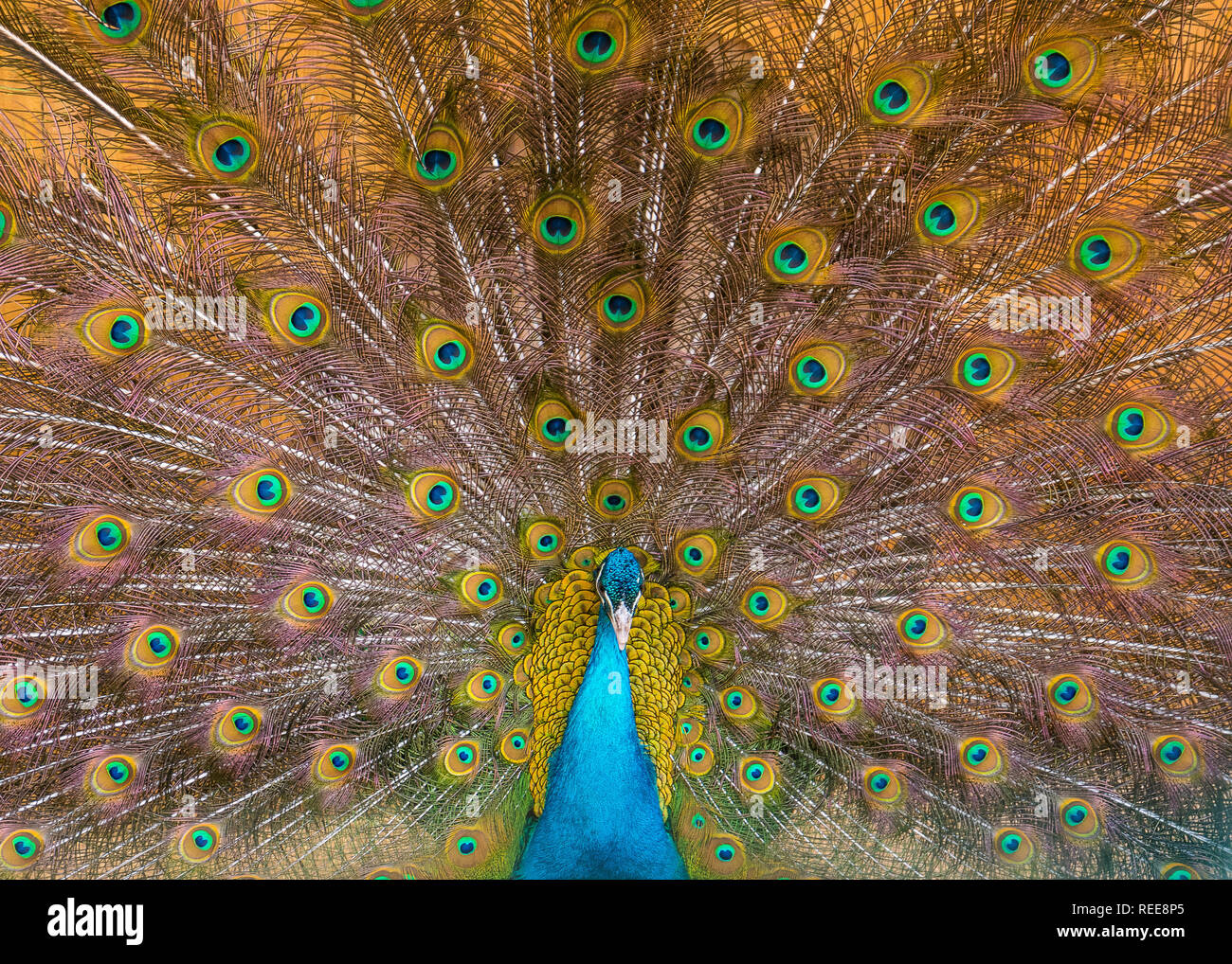 Beau rituel d'accouplement du plumage extravagant Banque de ...