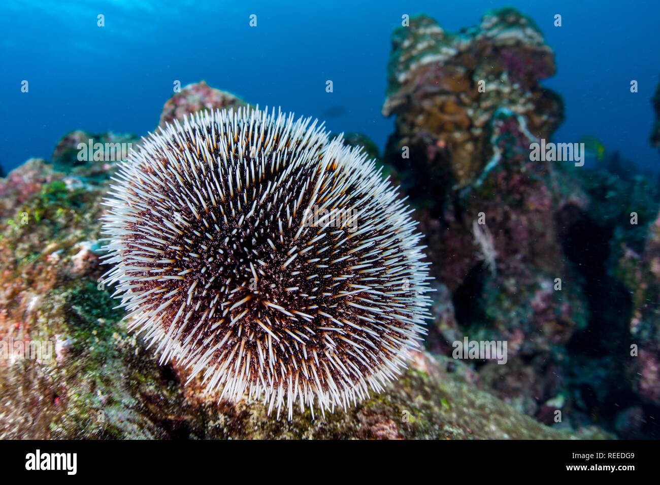 Oursin blanc du pacifique oriental Banque de photographies et d’images ...