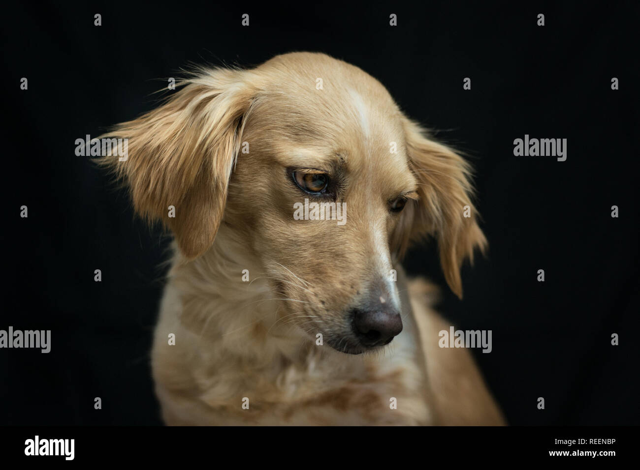 Blonde dog Banque de photographies et d’images à haute résolution - Alamy