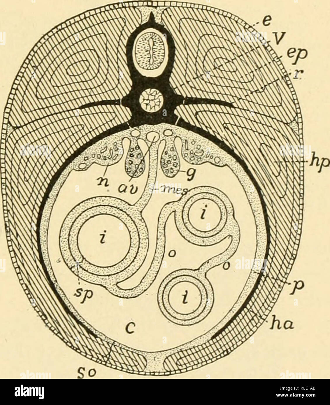 . L'anatomie comparée. Anatomie, comparatif. Fig. 67.-section ...