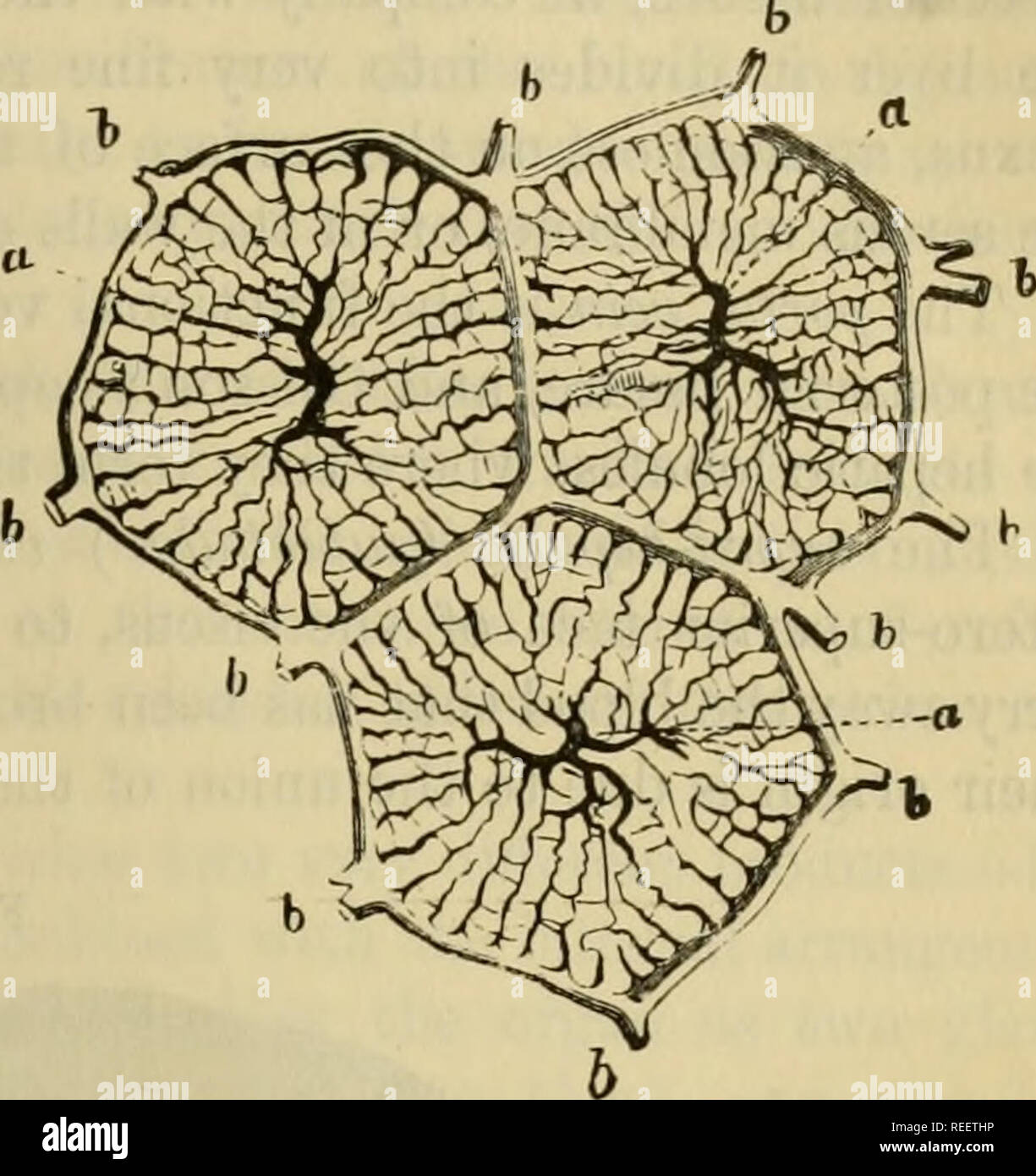 . L'anatomie comparée des animaux domestiques. Anatomie vétérinaire ...