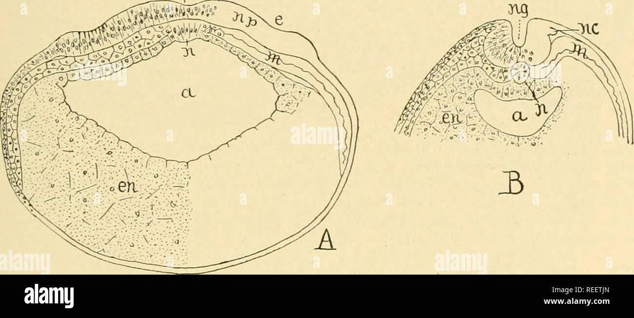 . L'anatomie comparée. Anatomie, comparatif. 91 reproduction si "anus ...