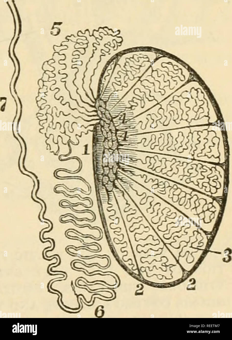 Male Genital Organs Photos & Male Genital Organs Images - Alamy