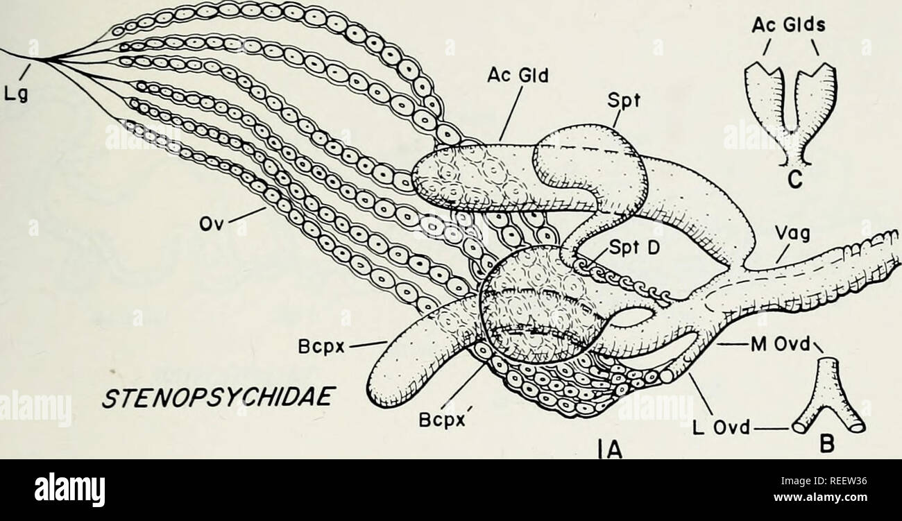 Morfologia urbana Banque de photographies et d’images à haute ...