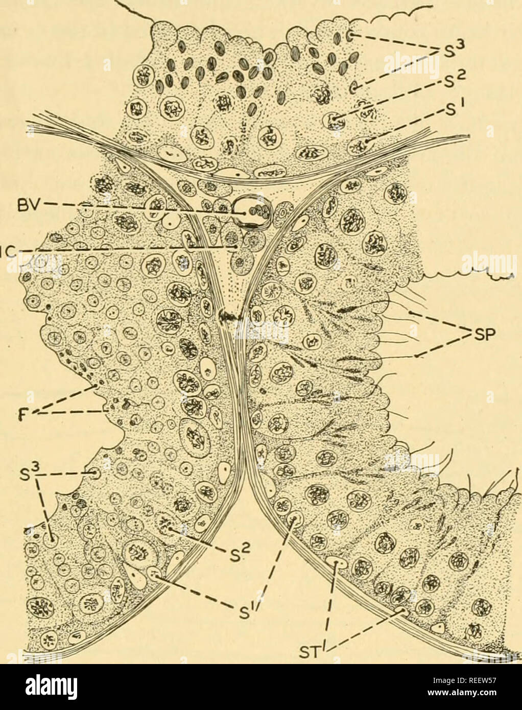 Histology testis Banque de photographies et d’images à haute résolution ...