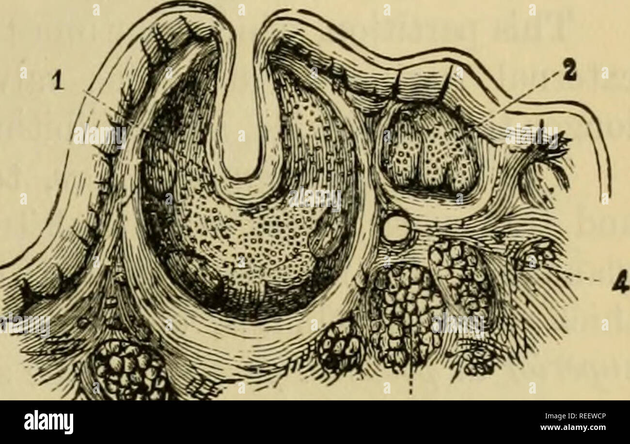 Papilles linguales Banque de photographies et d’images à haute ...