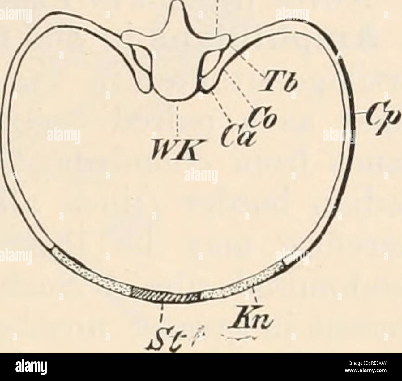 . L'anatomie comparée des vertébrés. L'anatomie, les vertébrés ...