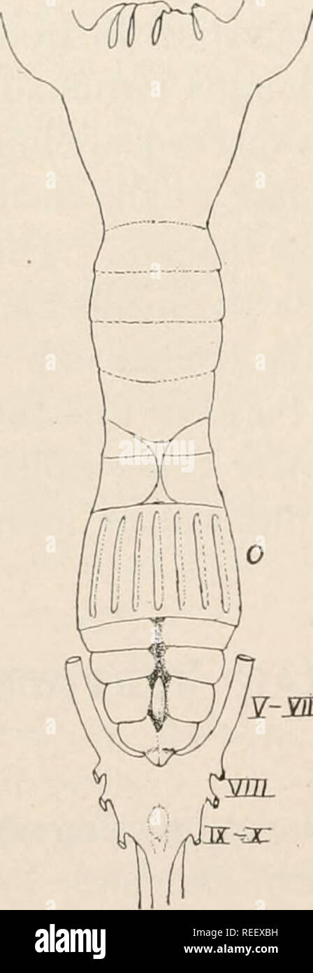 Arachnoid membrane Banque de photographies et d’images à haute ...