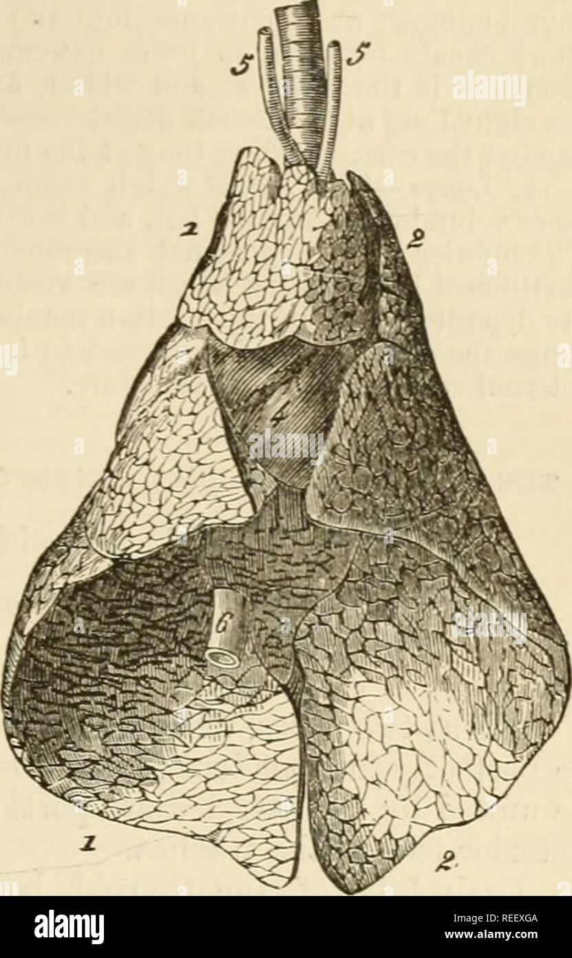 . L'anatomie comparée des animaux domestiques. Anatomie vétérinaire ...