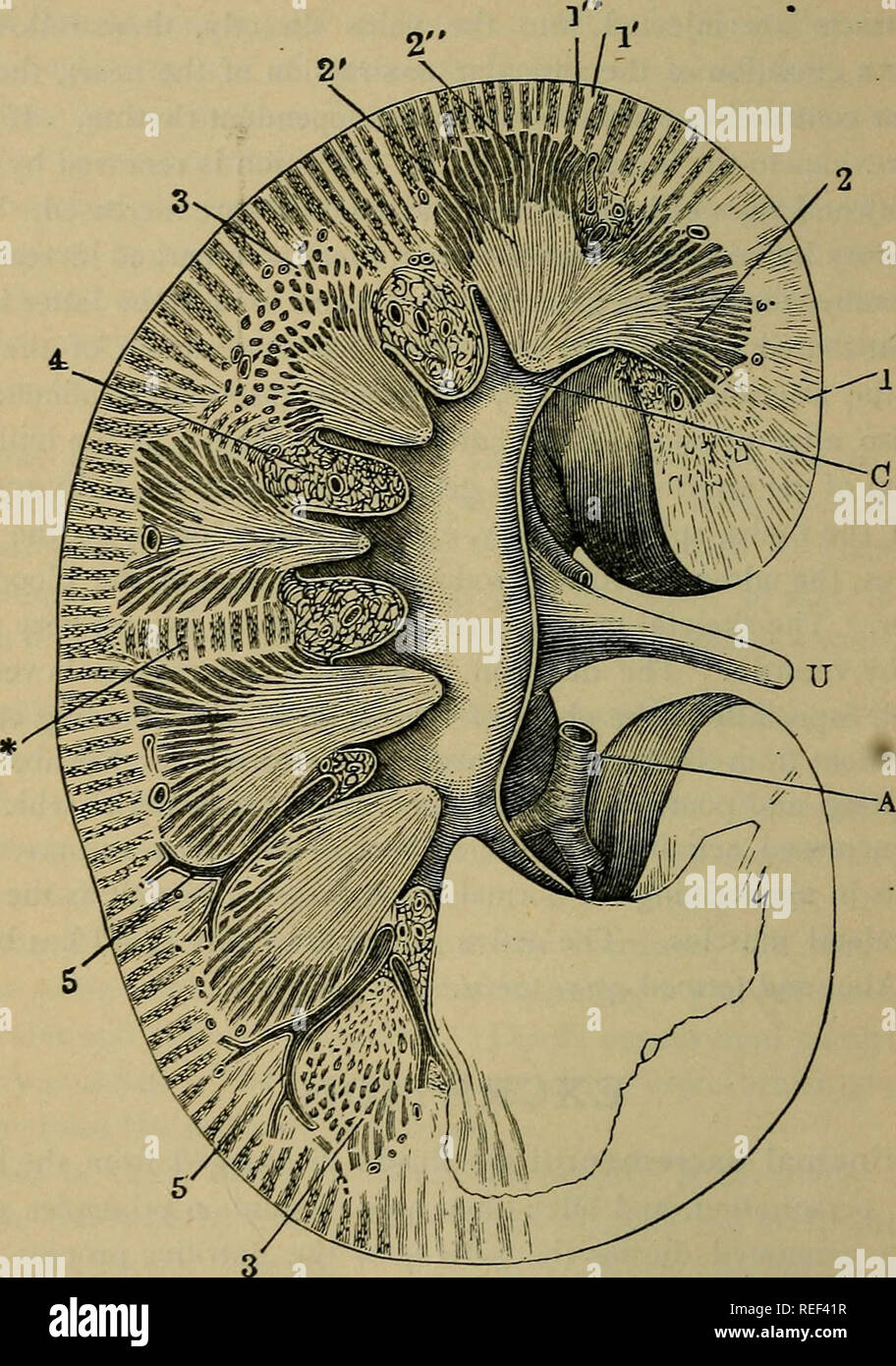 Renal calyces Banque de photographies et d’images à haute résolution ...