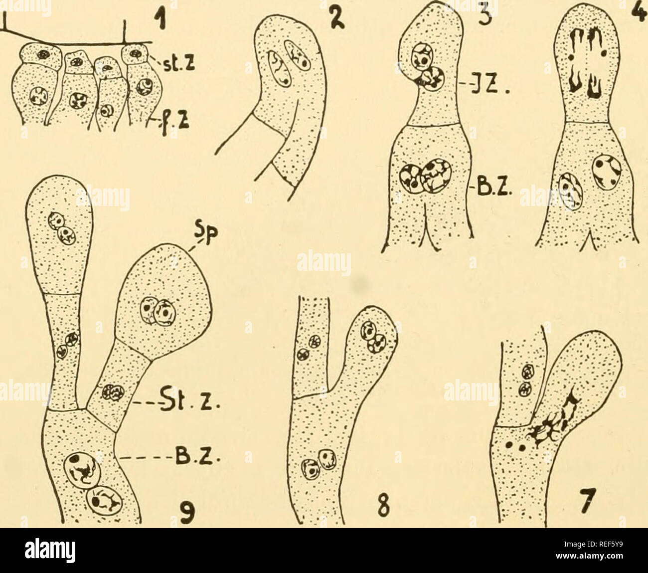 . La morphologie comparée des champignons. Les champignons. 566 ...