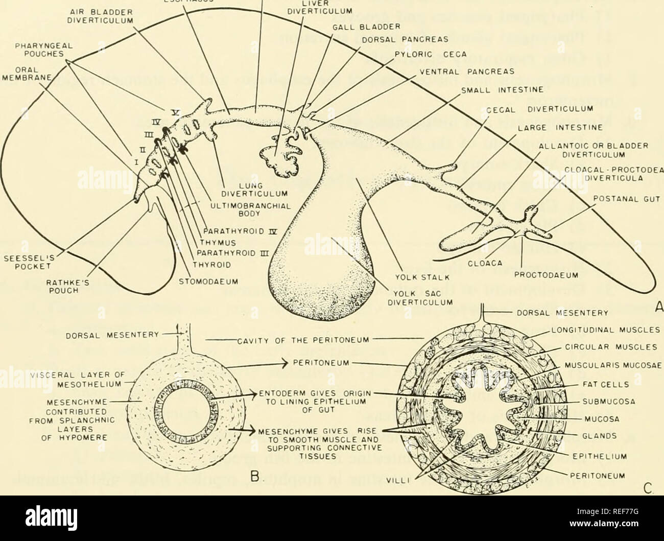 . L'embryologie comparative des vertébrés ; avec 2057 dessins et photos ...