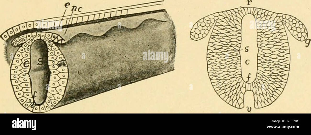 Cellules de la crête neurale Banque de photographies et d’images à ...