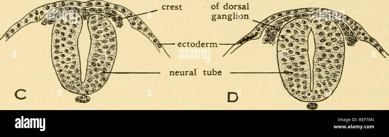 . L'anatomie comparée. L'anatomie, le primordium neural crest ...