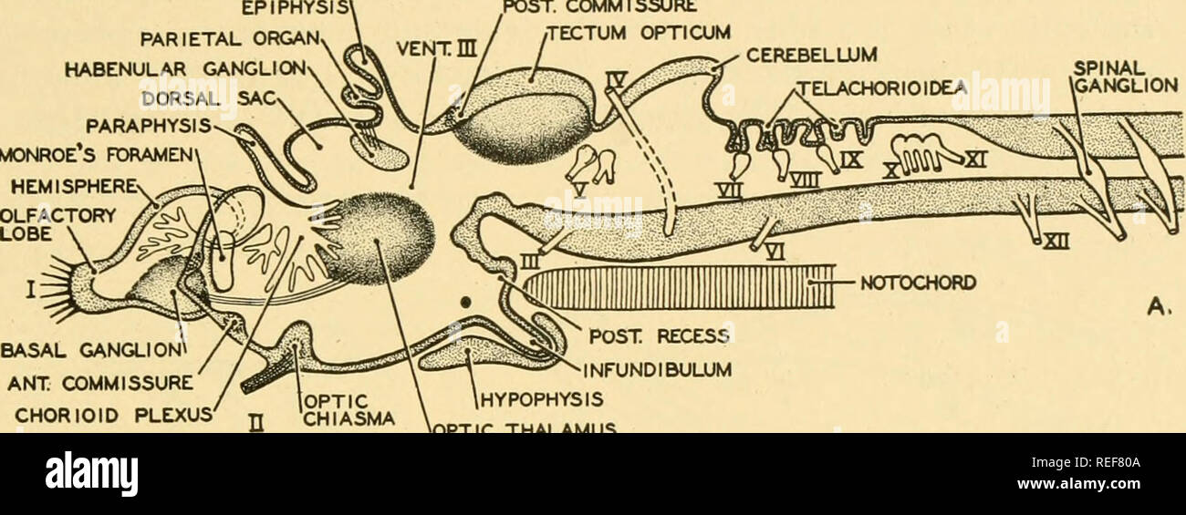 . L'anatomie comparée. Anatomie, comparatif. Le système nerveux 481 En ...