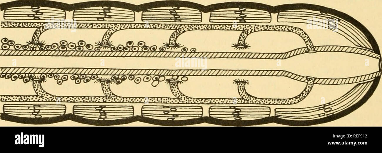 . L'anatomie comparée. Anatomie, comparatif. Des embryons de vertébrés ...