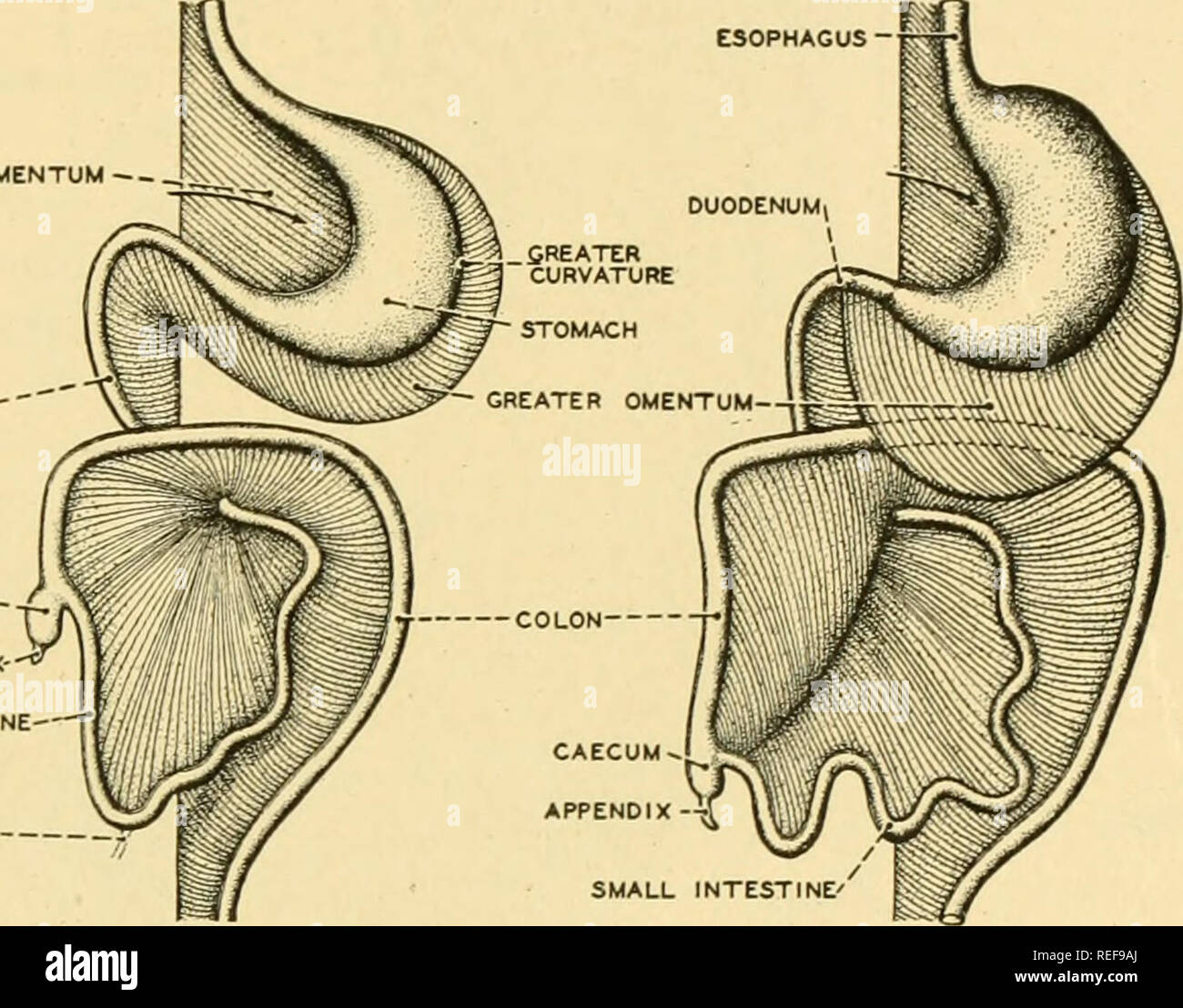 . L'anatomie comparée. Anatomie, comparatif. MESOGASTER , grand omentum ...
