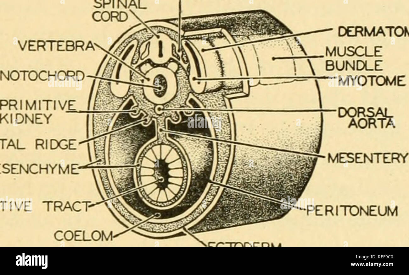Visceral peritoneum Banque de photographies et d’images à haute ...