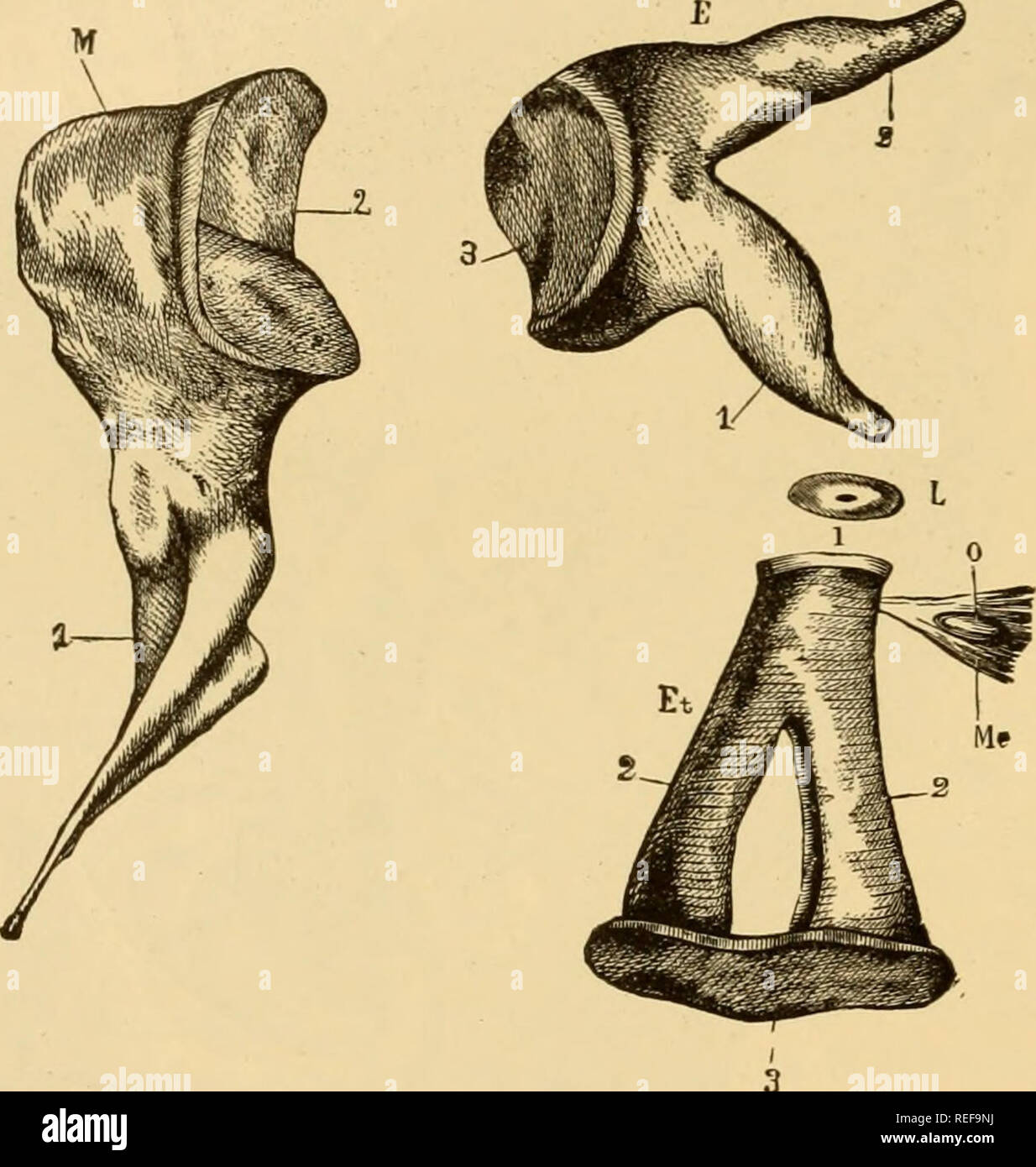 Anatomie de l'oreille interne du cheval Banque de photographies et d ...