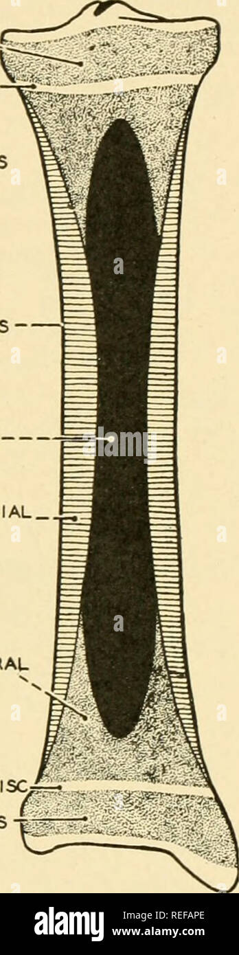 . L'anatomie comparée. Anatomie, comparatif. Diaphyse- --MARR0W ...