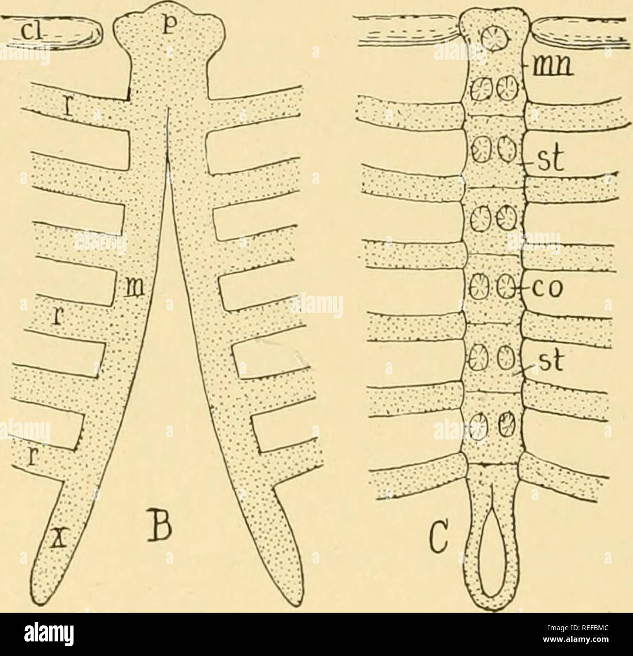 . L'anatomie comparée. Anatomie, comparatif. 214 anatomie comparative ...