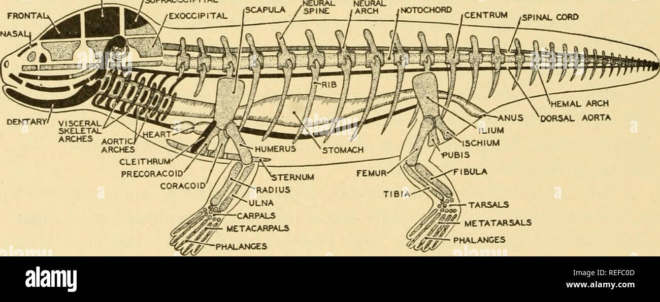 . L'anatomie comparée. Anatomie, comparatif. Fig. 154.-diagrammes ...