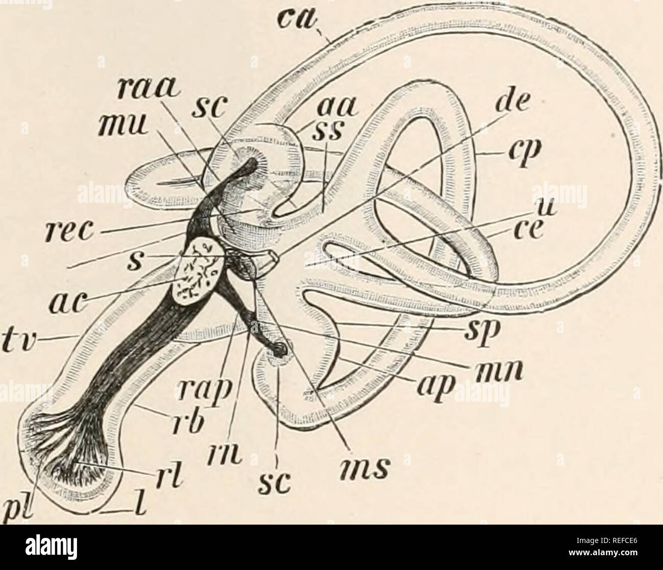 . L'anatomie comparée des vertébrés. L'anatomie, les vertébrés ...
