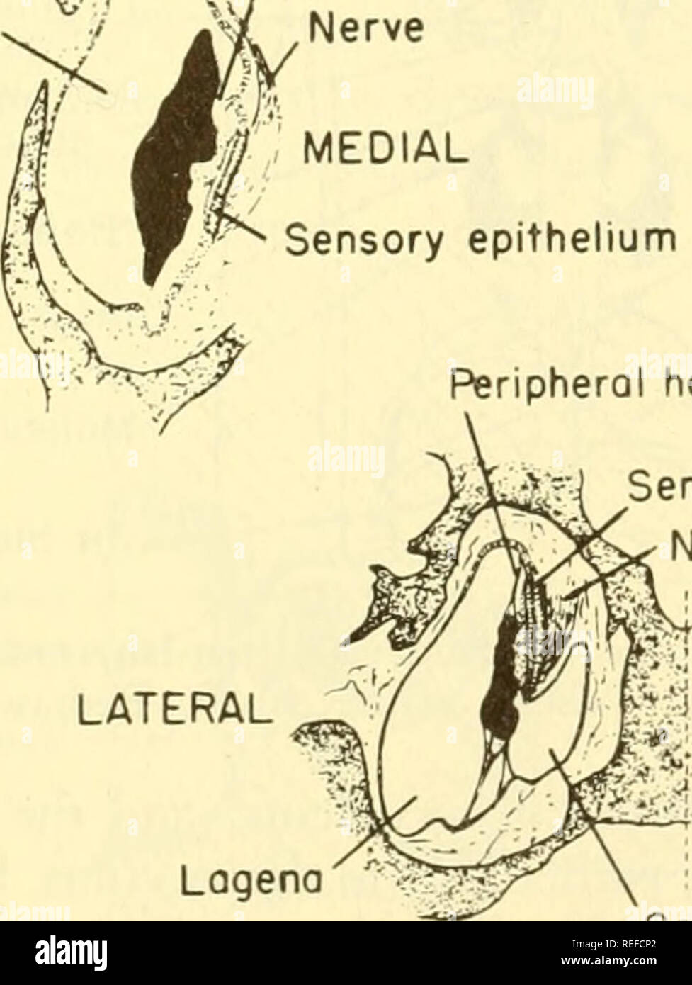 . Physiologie animale comparée. La Physiologie, physiologie ...