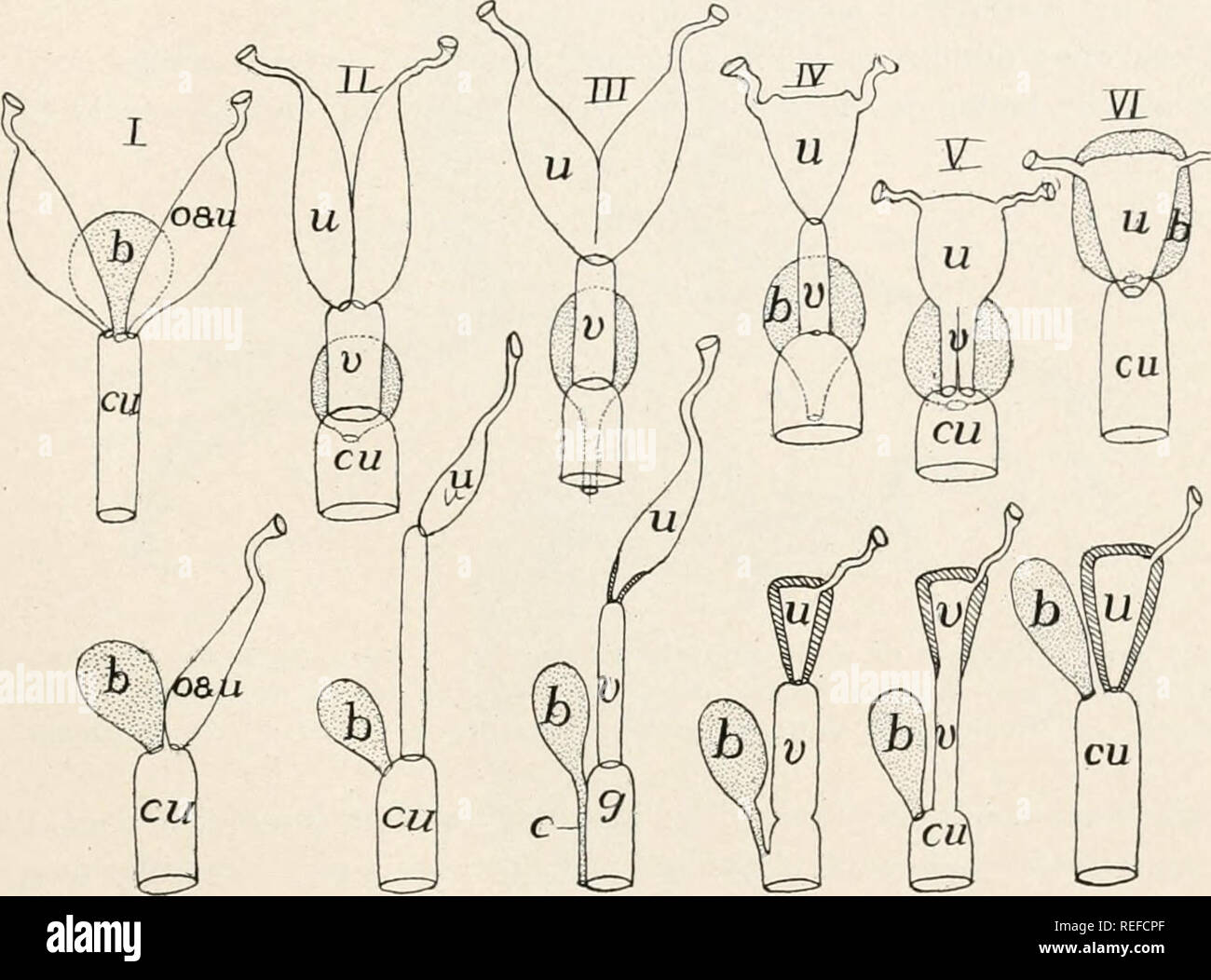 Muscle lisse de l uterus Banque de photographies et d’images à haute ...