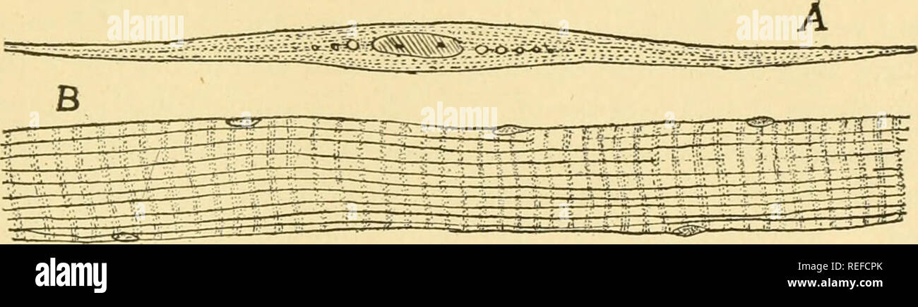. L'anatomie comparée. Anatomie, comparatif. 141 l'histologie, adultes ...