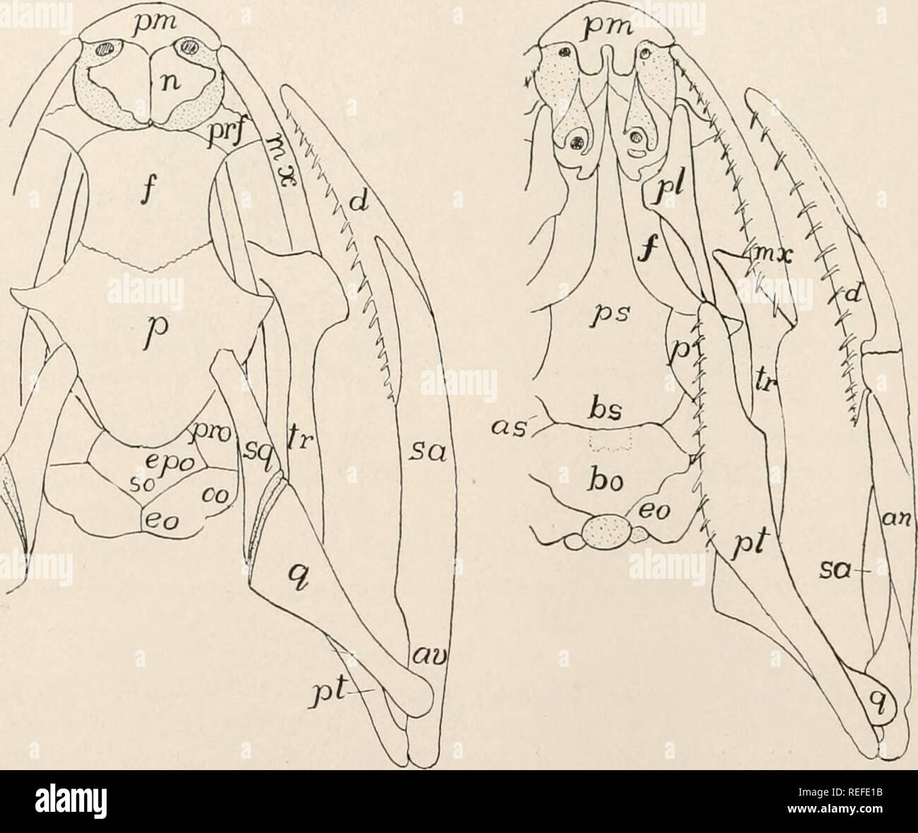 . L'anatomie comparée des vertébrés. L'anatomie, les vertébrés ...
