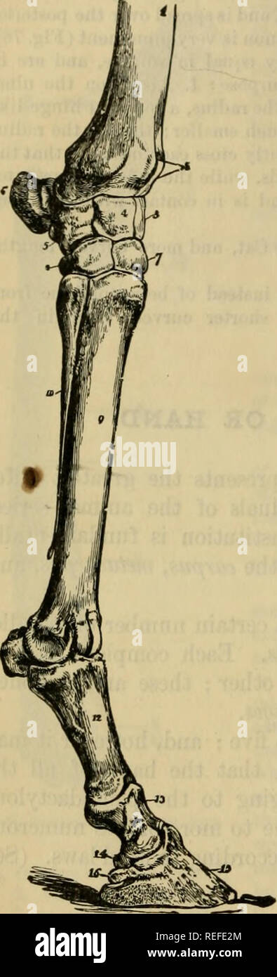 Os pisiforme cheval Banque de photographies et d’images à haute ...