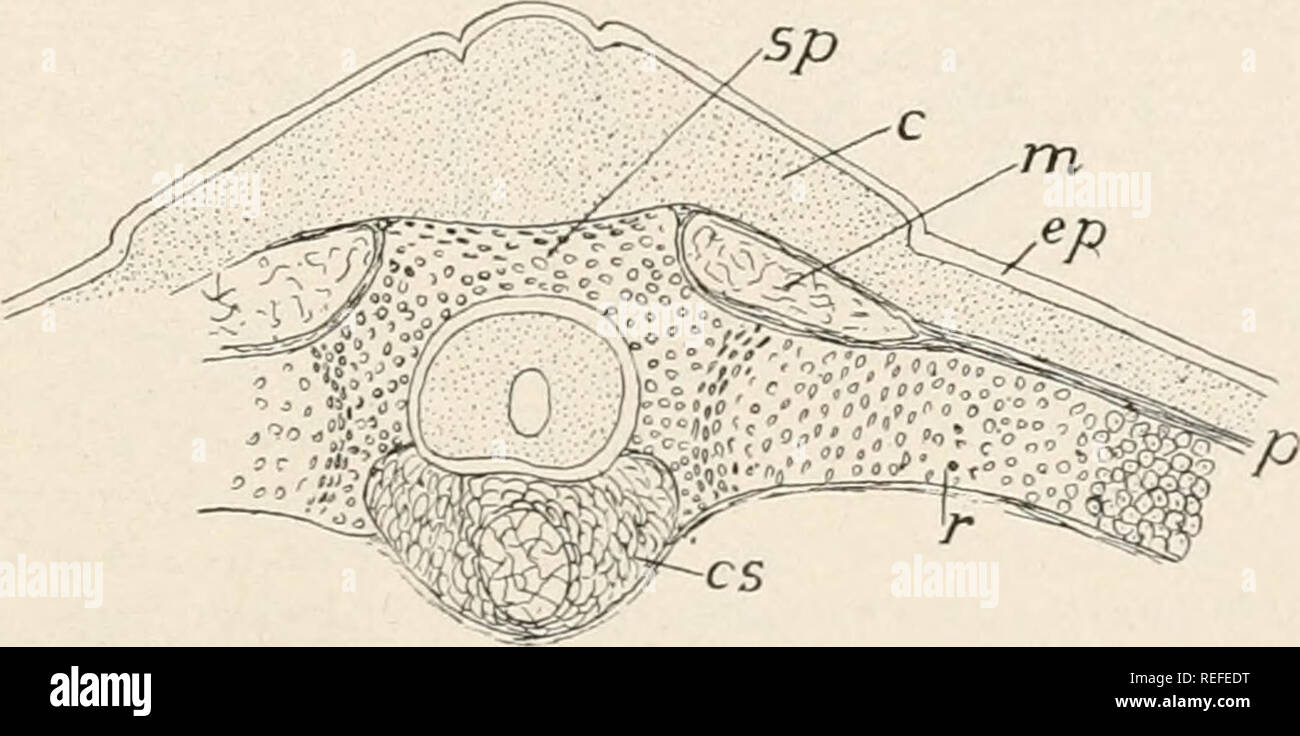 . L'anatomie comparée des vertébrés. L'anatomie, les vertébrés ...