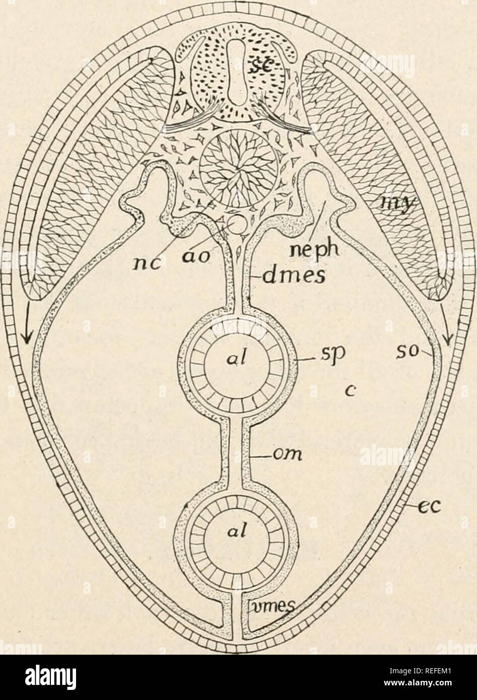 . L'anatomie comparée des vertébrés. L'anatomie, les vertébrés ...