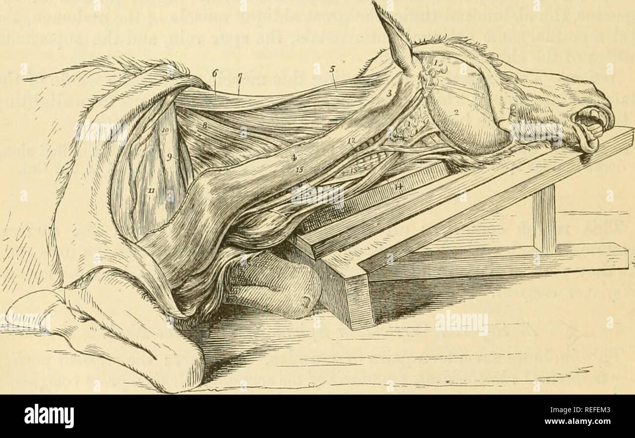 Dentelé de omoplate Banque de photographies et d’images à haute ...