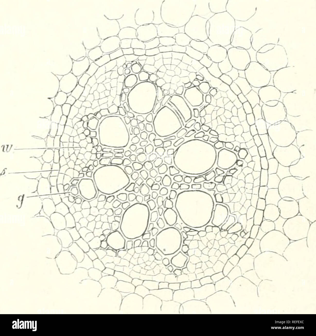 Anatomie comparative racine Banque de photographies et d’images à haute ...