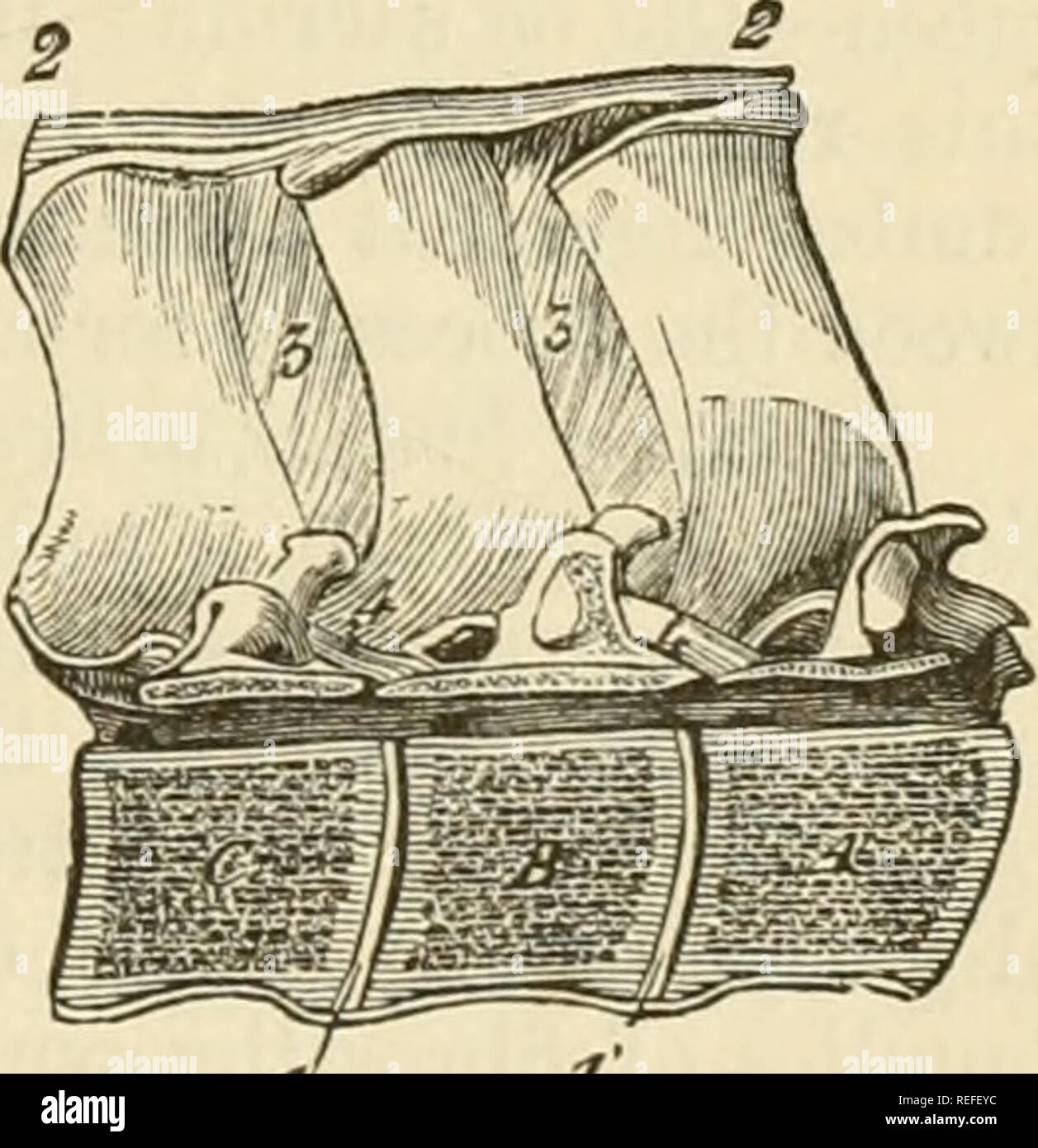 . L'anatomie comparée des animaux domestiques. Anatomie vétérinaire ...