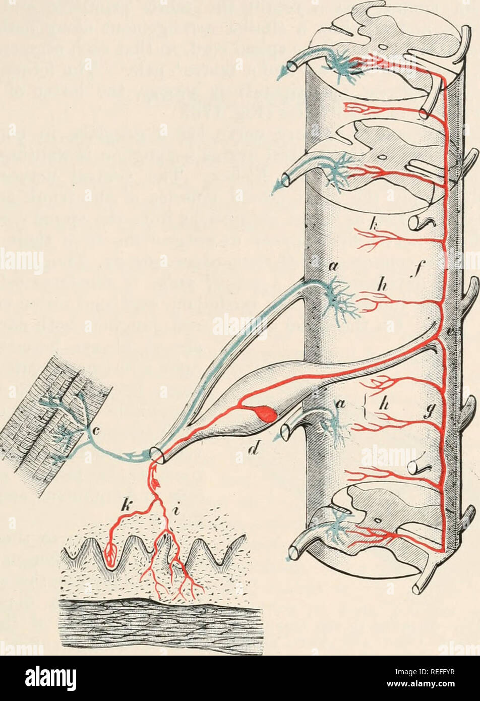 Substance grise schéma Banque de photographies et d’images à haute ...