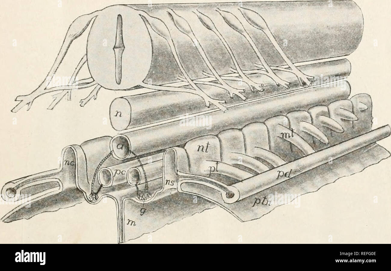 Anatomie du corpuscule rénal Banque de photographies et d’images à ...