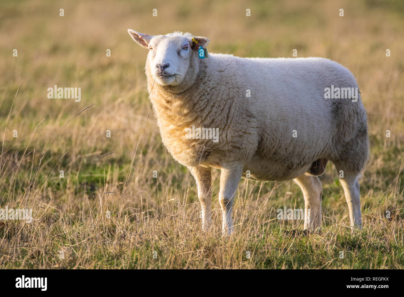 Mouton male Banque de photographies et d’images à haute résolution - Alamy