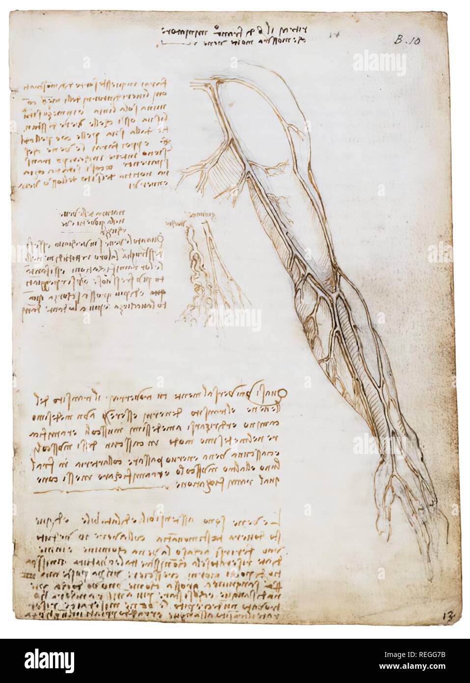 Leonardo Da Vinci, les veines du bras (avec deatail), plume et encre ...
