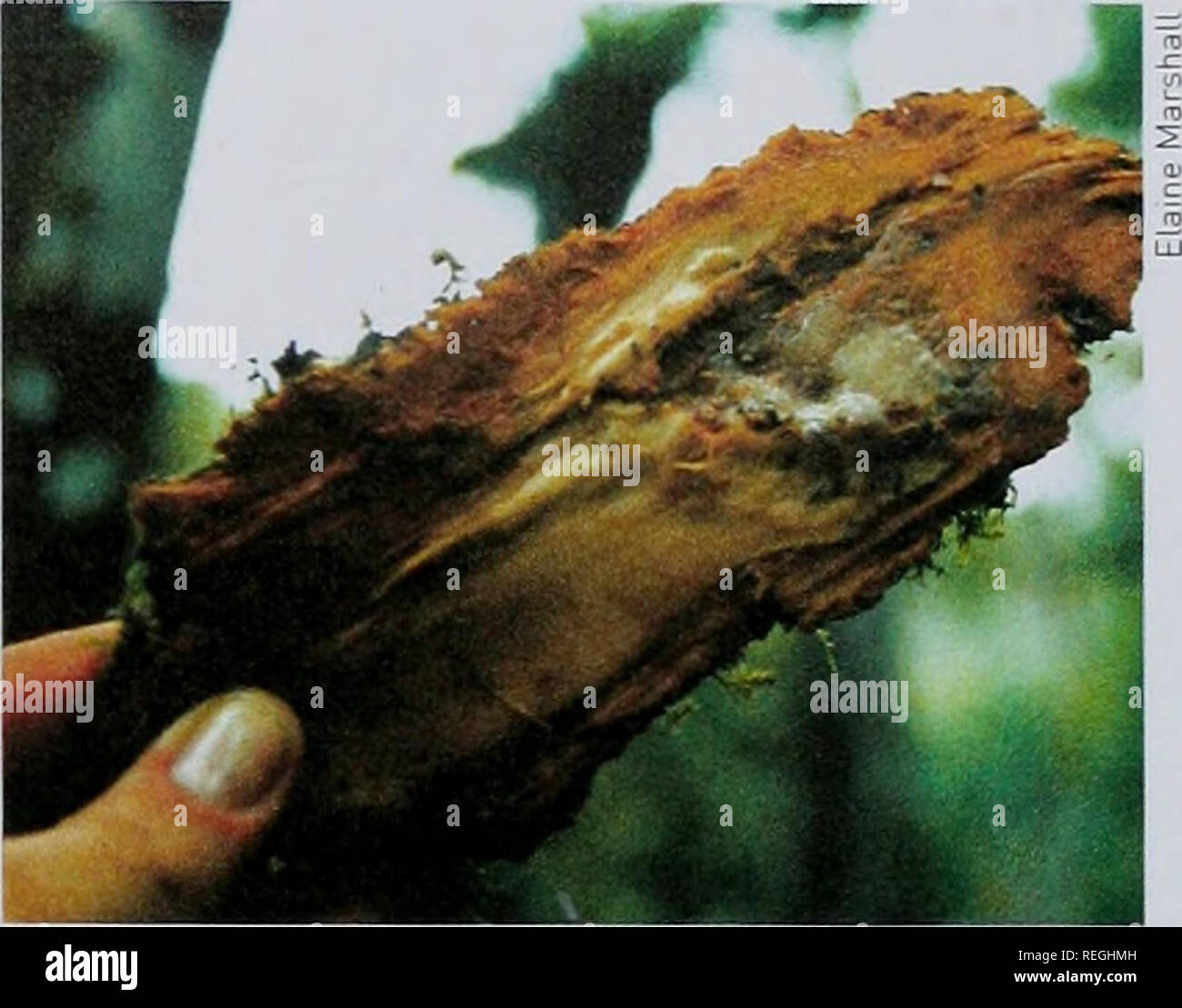 Protium sp Banque de photographies et d’images à haute résolution - Alamy