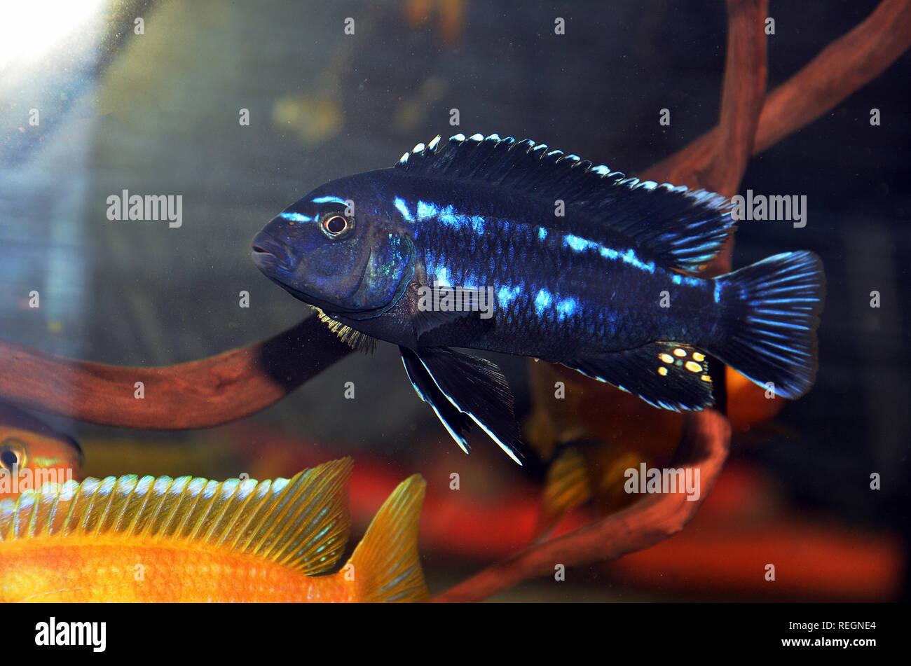 African cichlid Banque de photographies et d’images à haute résolution ...