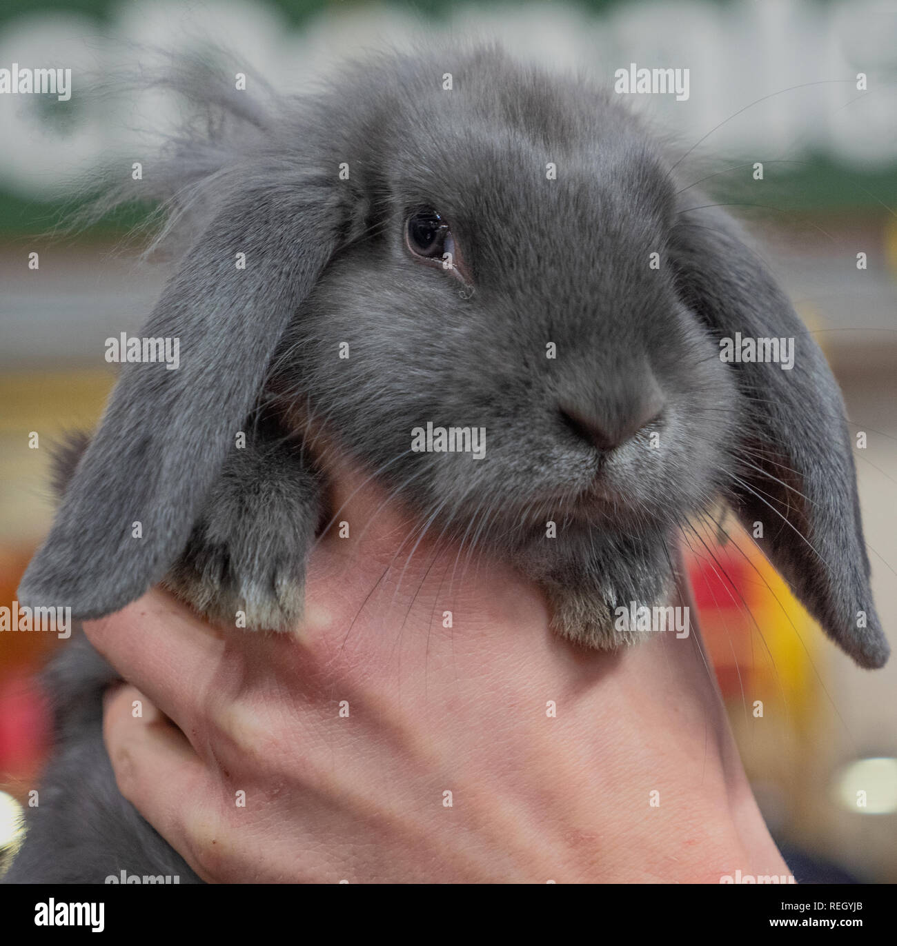 Angora lapin Banque de photographies et d’images à haute résolution - Alamy