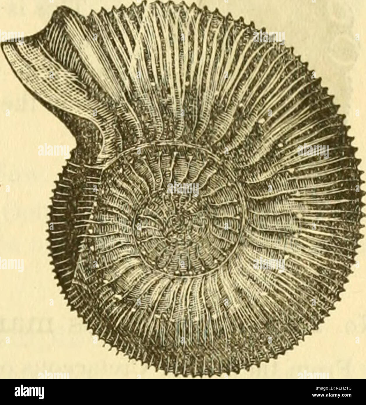 Ammonites lias Banque de photographies et d’images à haute résolution ...