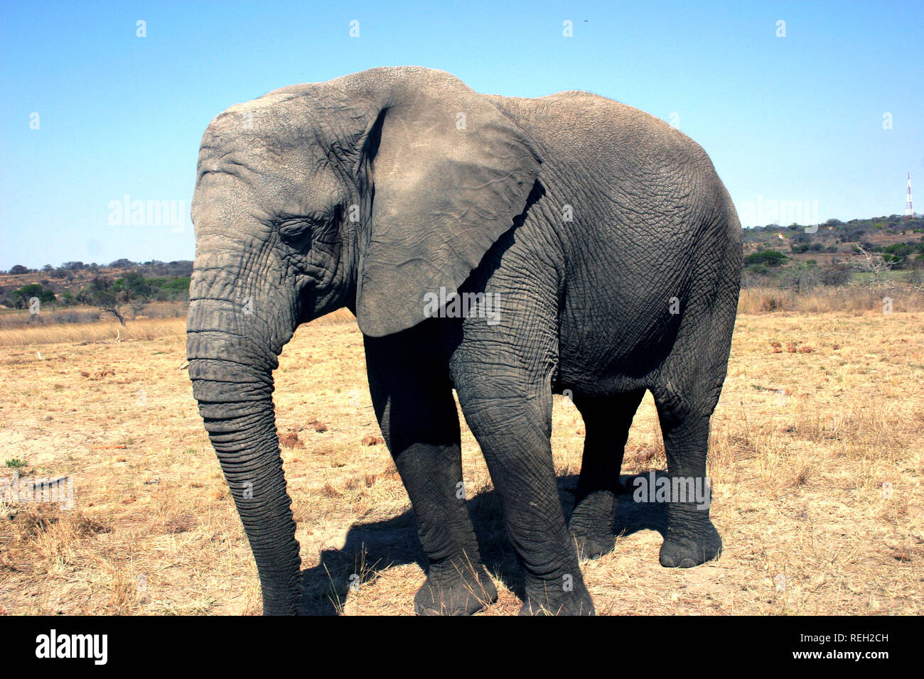 éléphant afrique couché Banque de photographies et d’images à haute ...