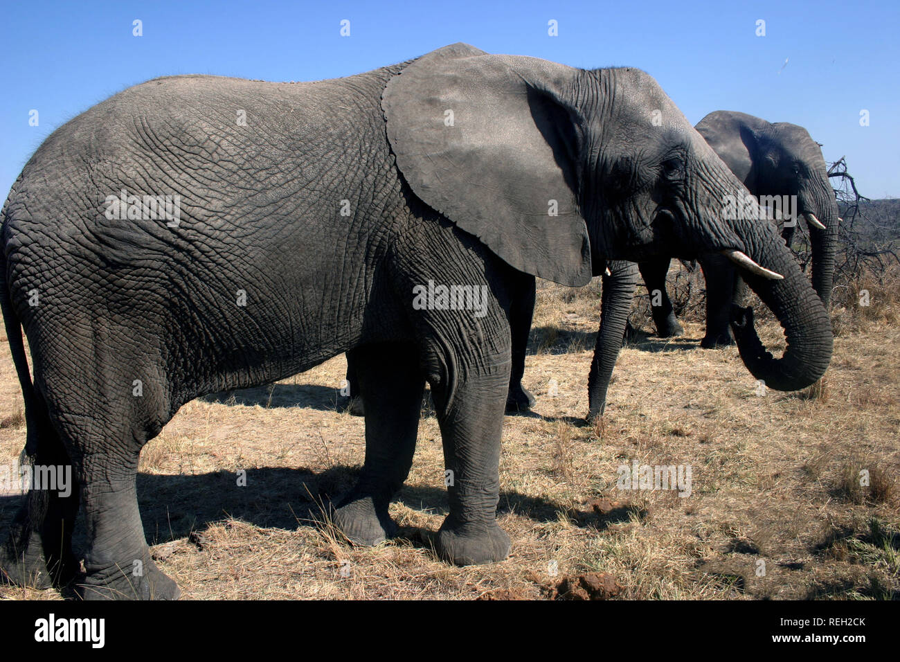 éléphant afrique couché Banque de photographies et d’images à haute ...