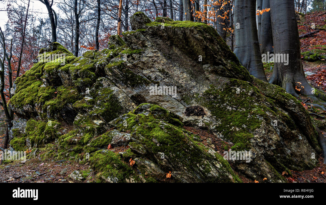 Felsen im wald Banque de photographies et d’images à haute résolution ...