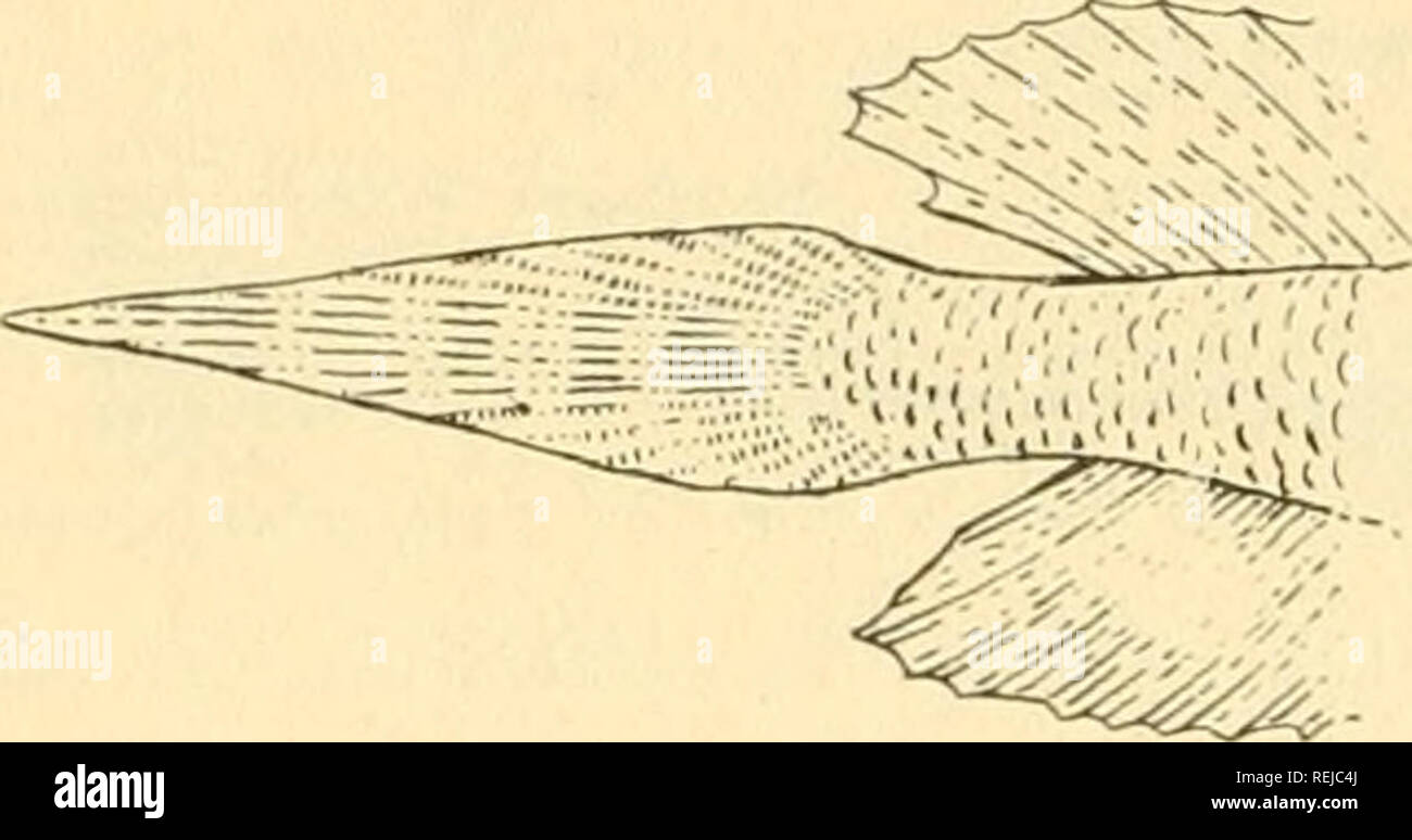 Charles whitney gilmore Banque de photographies et d’images à haute ...