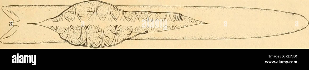 Poissons poumons Banque de photographies et d’images à haute résolution ...